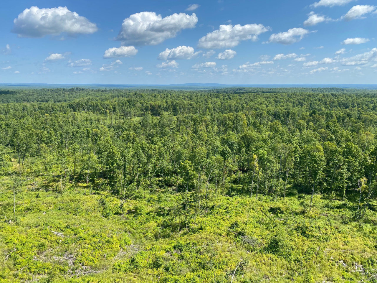 Breathtaking Views from Mountain Fire Lookout Tower - We Wisconsin